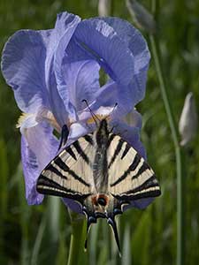 L’iris – Association Médiumnité & Magnétisme